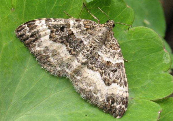 Common Carpet – Sirhowy Hill Woodlands