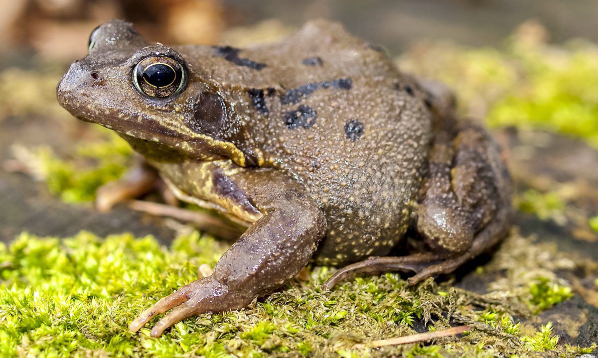 Common Frog Sirhowy Hill Woodlands Common Frog Sirhowy Hill Woodlands
