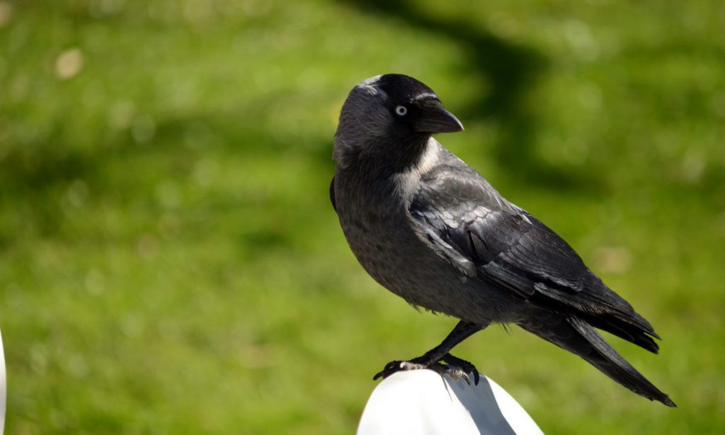 Jackdaw – Sirhowy Hill Woodlands