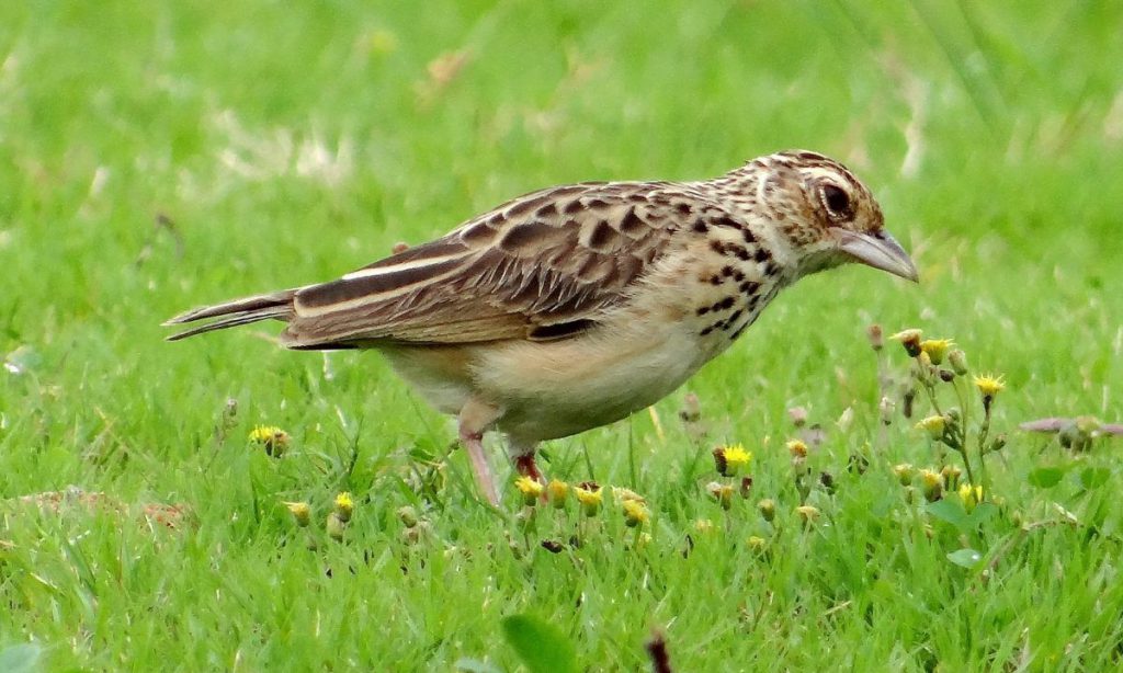 Meadow Pipit – Sirhowy Hill Woodlands